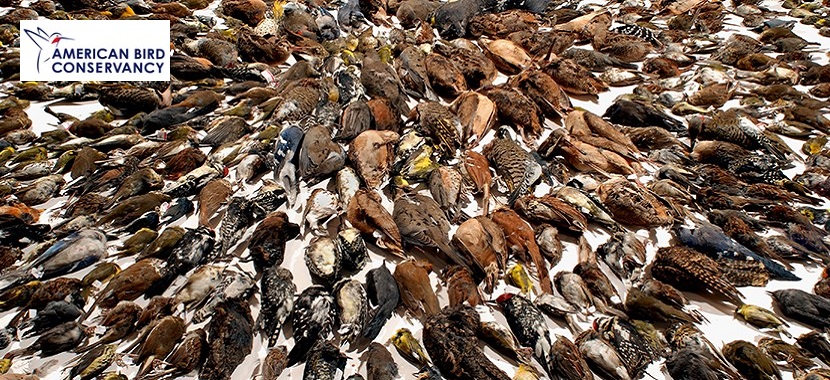 An Overview of Bird-Friendly Building Design - Course Details